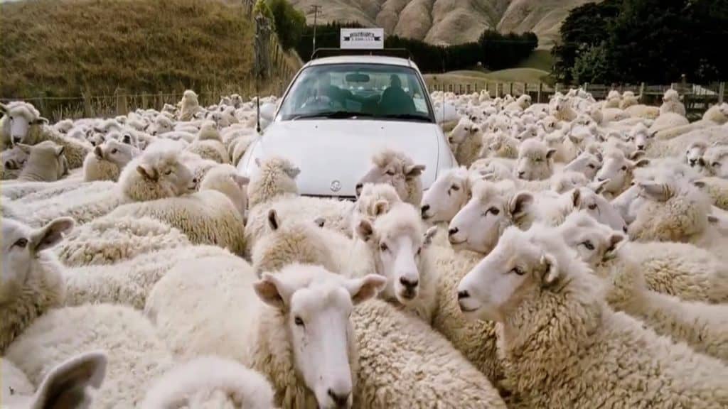 Horror Movie Review: Black Sheep (2006) - GAMES, BRRRAAAINS & A HEAD ...