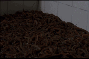 Horror Movie Review: Squirm (1976) - GAMES, BRRRAAAINS & A HEAD-BANGING ...