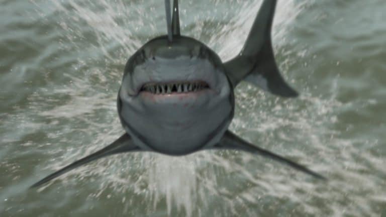 Horror Movie Review: Zombie Shark (2015) - GAMES, BRRRAAAINS & A HEAD ...