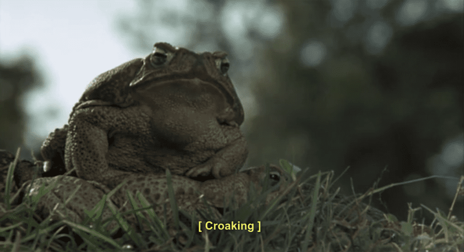 Horror Movie Review: Frogs (1972) - GAMES, BRRRAAAINS & A HEAD-BANGING LIFE